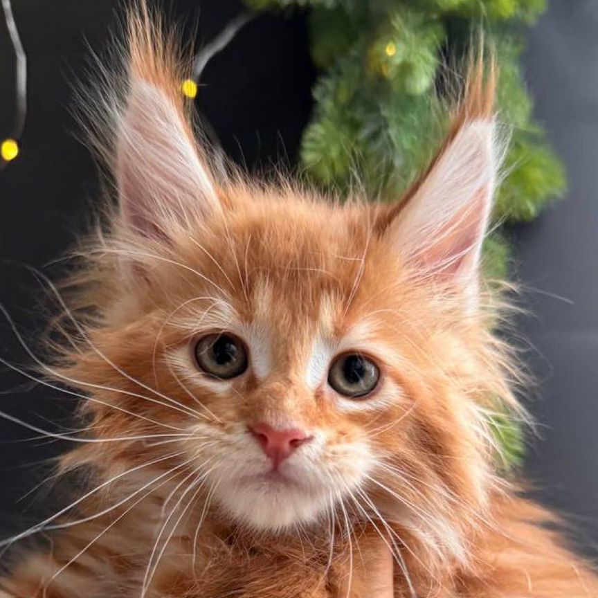 Мейн-кун котёнок