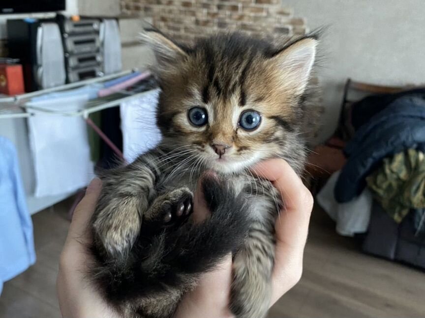 Котенок мальчик 1 месяц