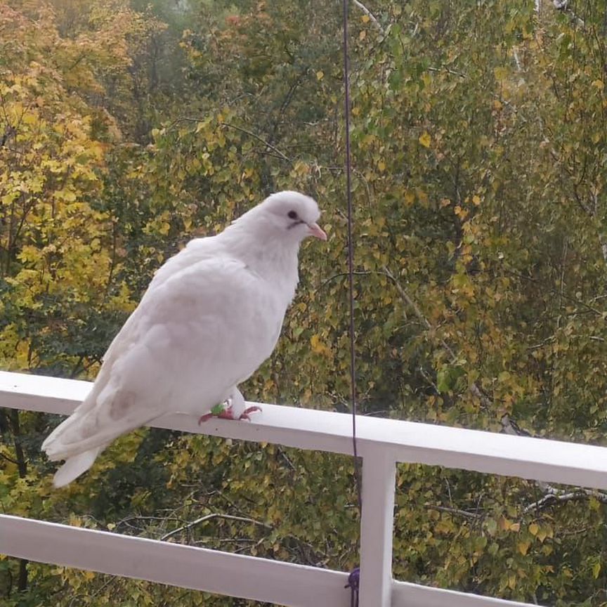 Найден голубь