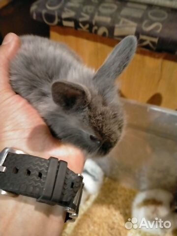 Карликовые кролики совсем молюски