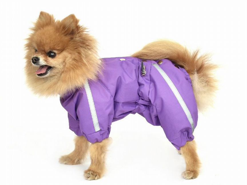 Комбинезон Tappi для шпица