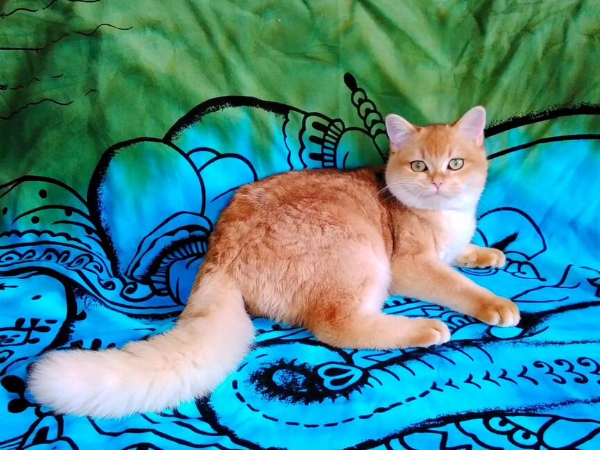 Золотая шиншилла ny12 c родословной