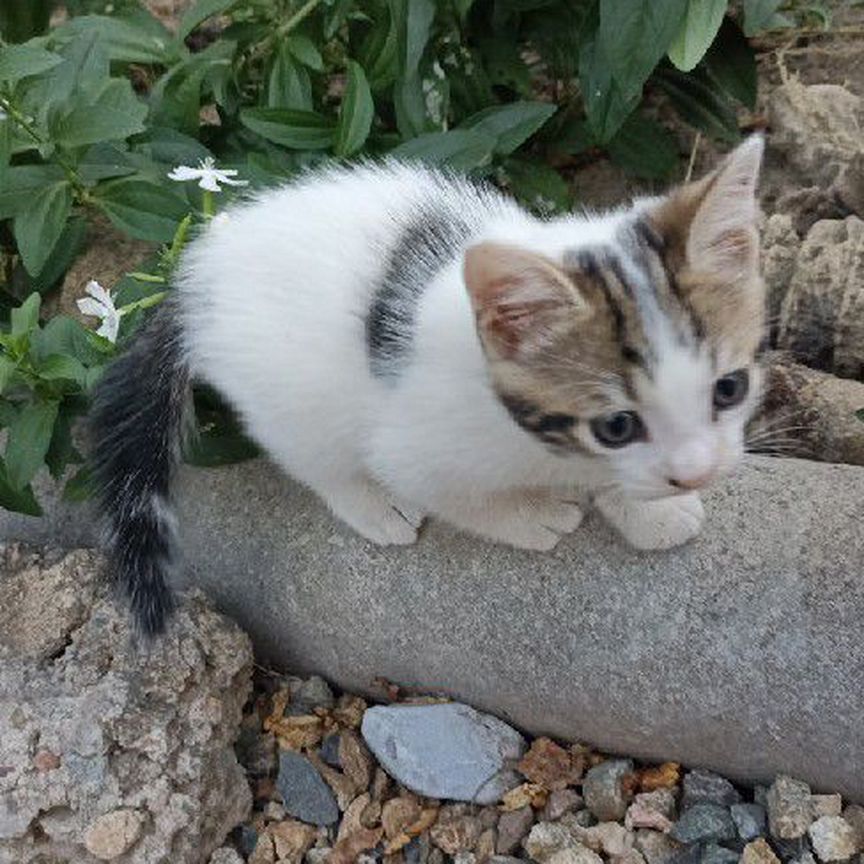 Котенок-котик