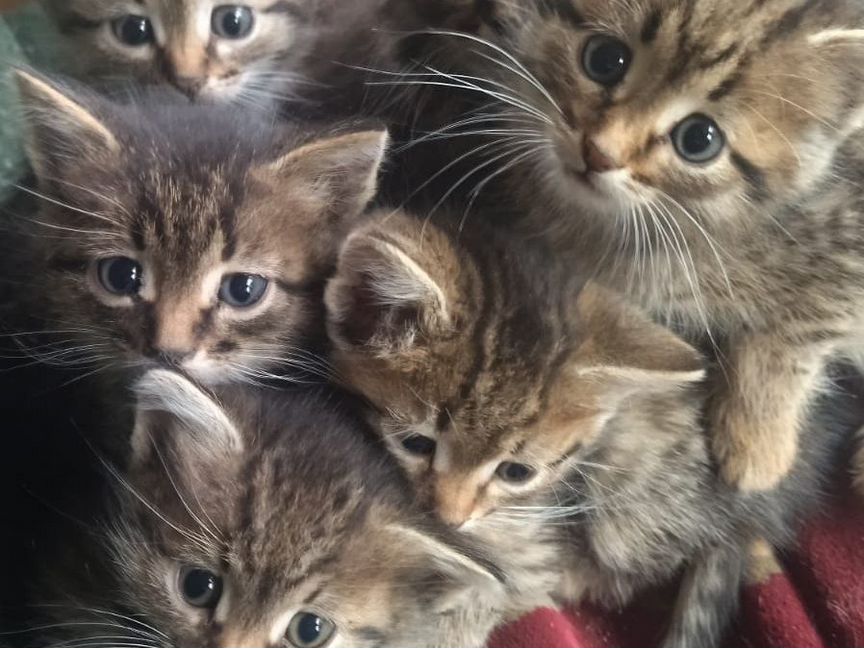 Котята 2 месяца