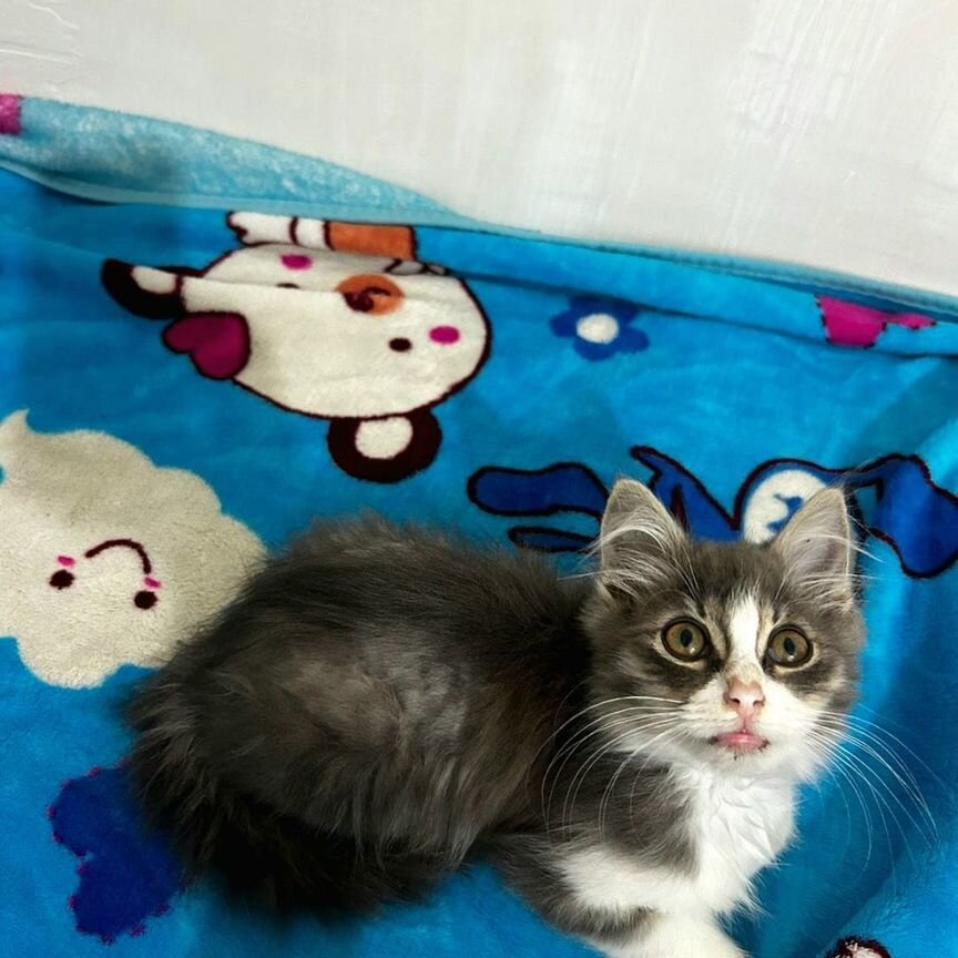 Кошка