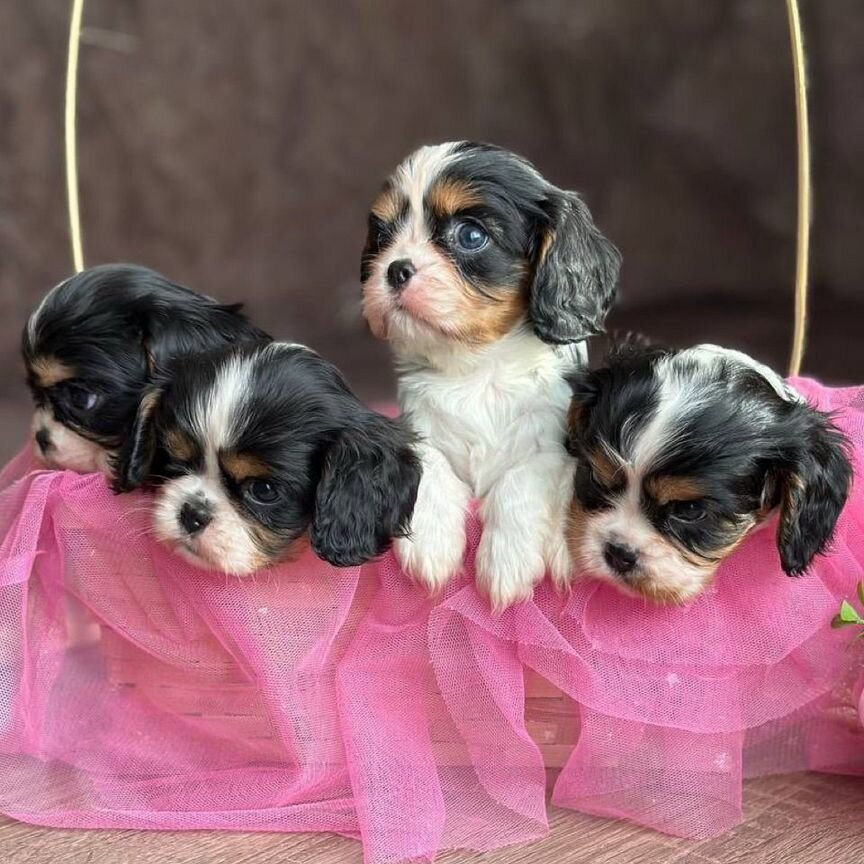 Кавалер кинг-чарльз-спаниель, щенок