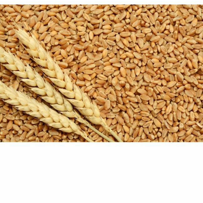 Пшеница