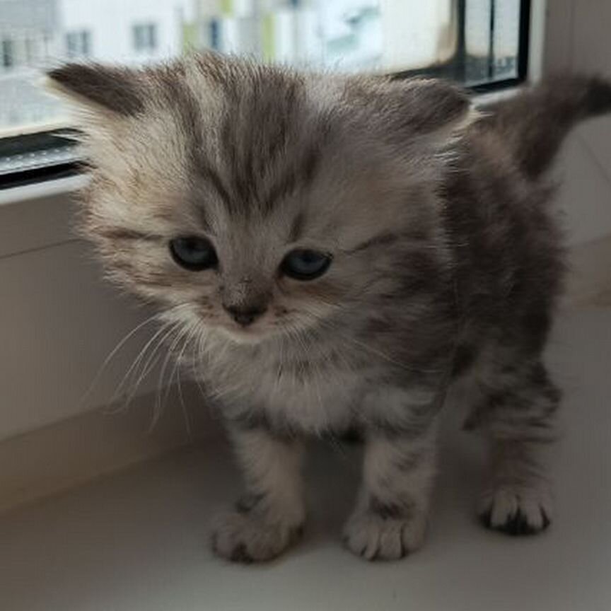 Шотландский вислоухий короткошёрстный котёнок