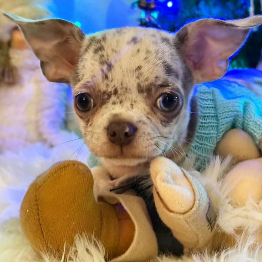 Чихуахуа, щенок