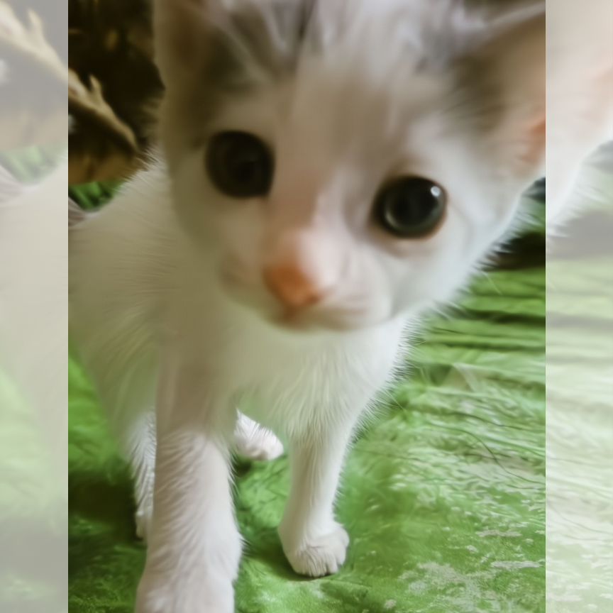 Котёнок в добрые руки