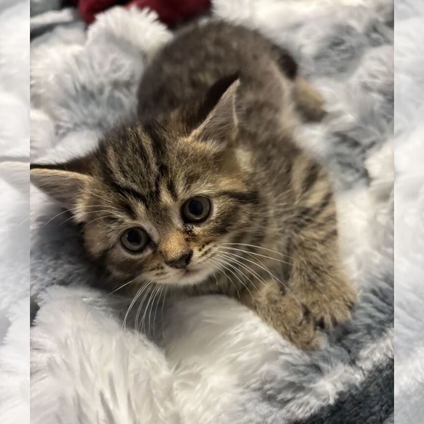 Шотландский прямоухий короткошёрстный котёнок