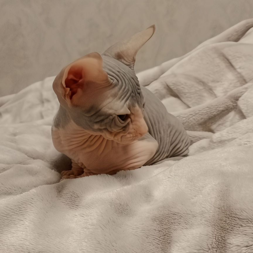 Донской сфинкс котёнок