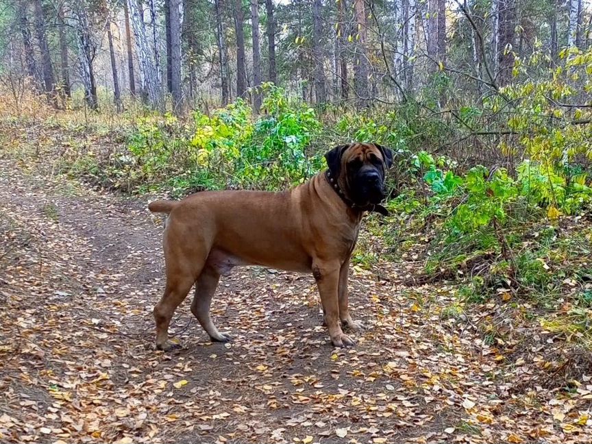 Южноафриканский бурбуль