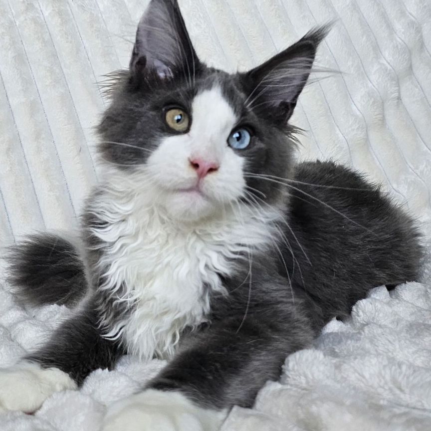 Разноглазый мальчик мейн кун