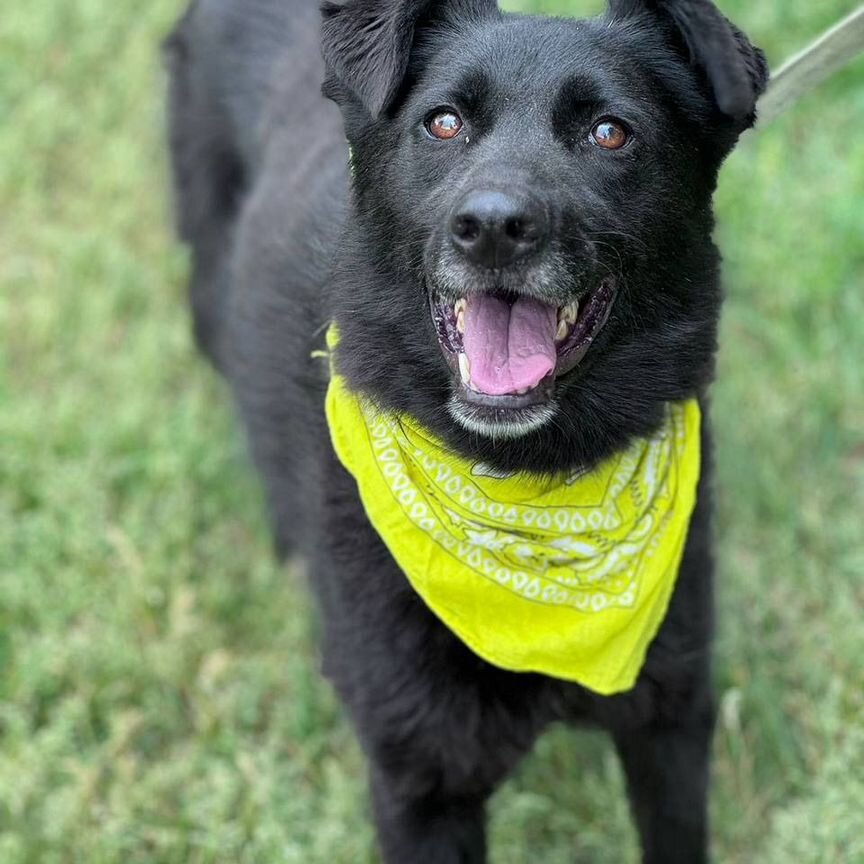 Собака из приюта спасите Лизу