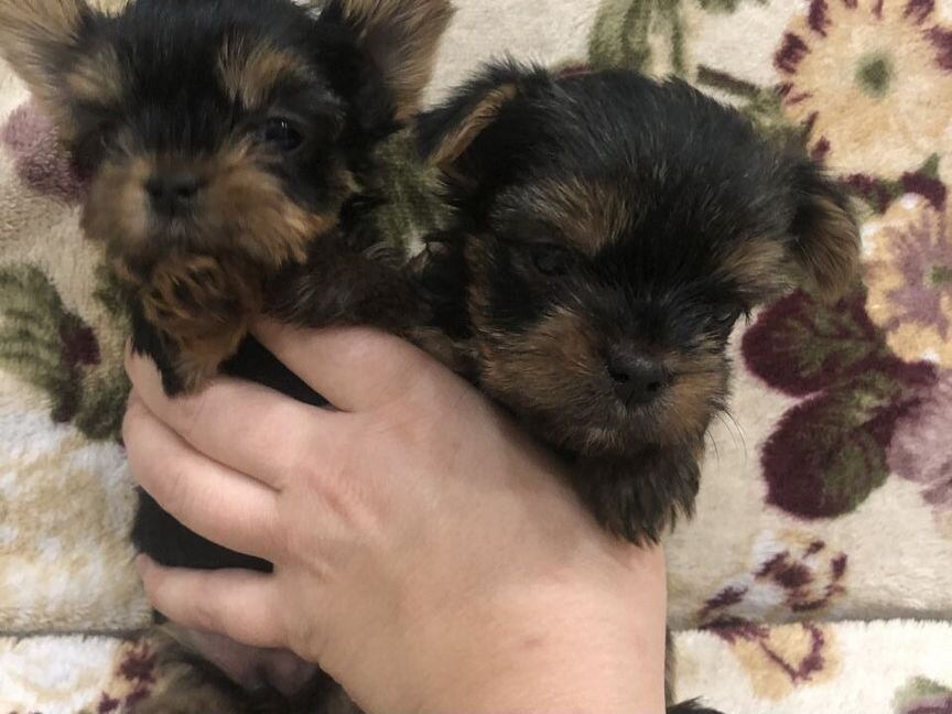 Йоркширский терьер щенки. Мини стандарт