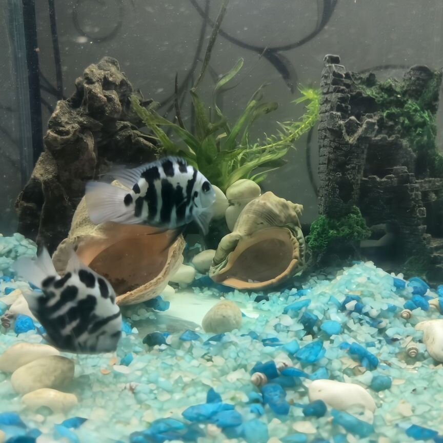 Рыбки цихлиды