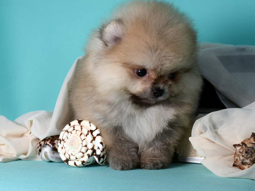 Померанский шпиц