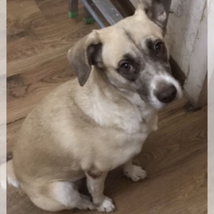 Взрослая собака в добрые руки