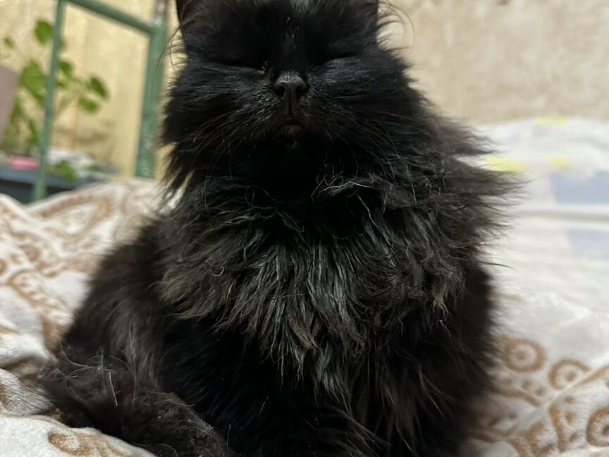 Шикарный кот 7 месяцев
