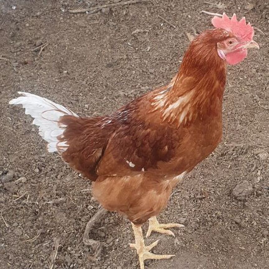 Прожам молодого петушка (6месяцев)