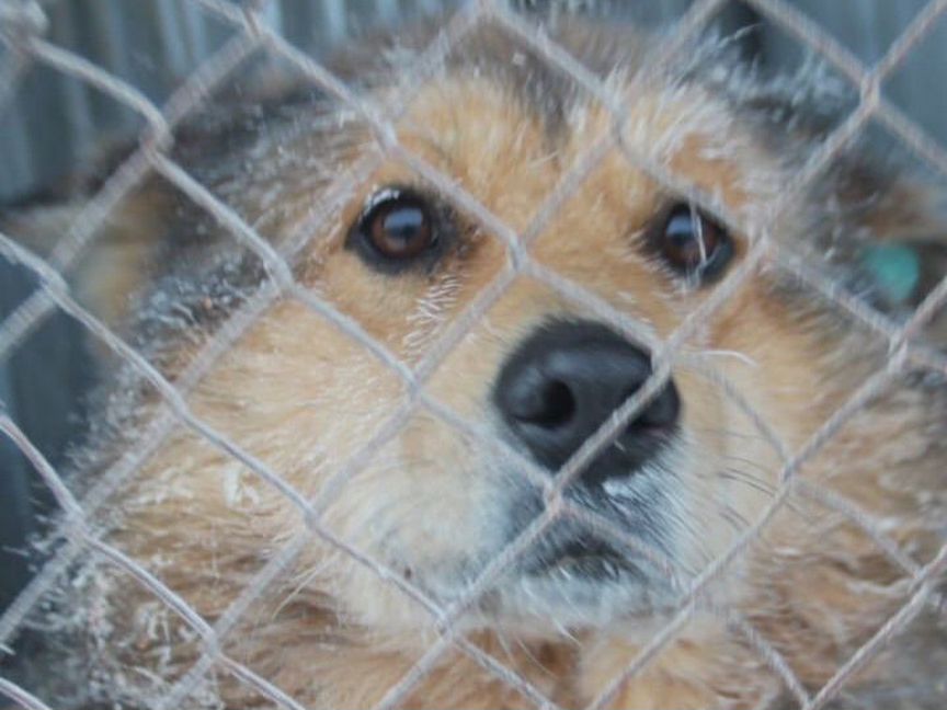 Собакам в Якутском "приюте" очень нужен Человек