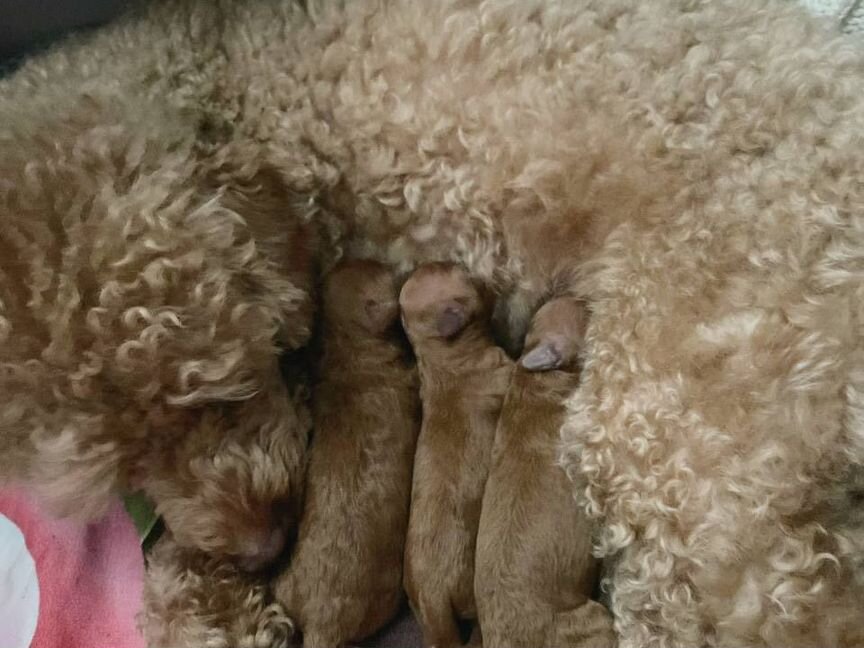 Щенки той пудель/миниатюра