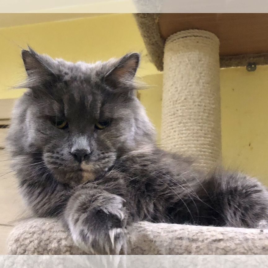 Мейн-кун, взрослая кошка