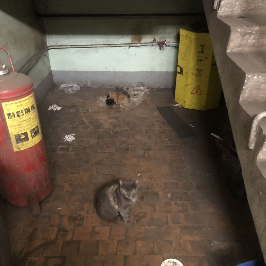 Кошки в добрые руки бесплатно