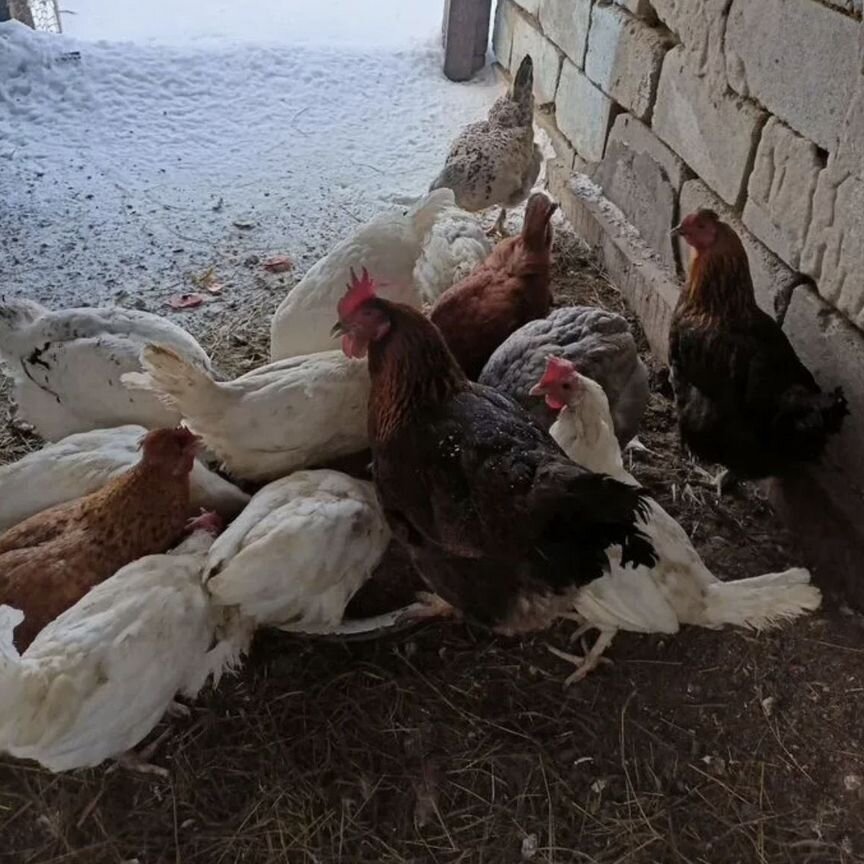 Продам кур 1,5-2 года