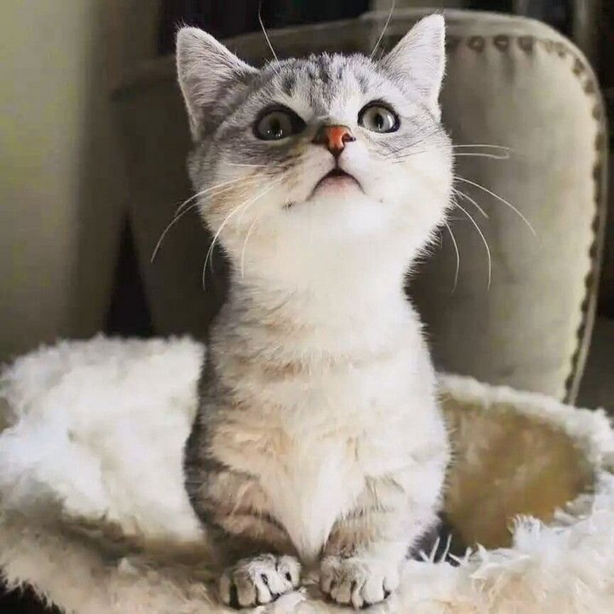 Коротколапые котята