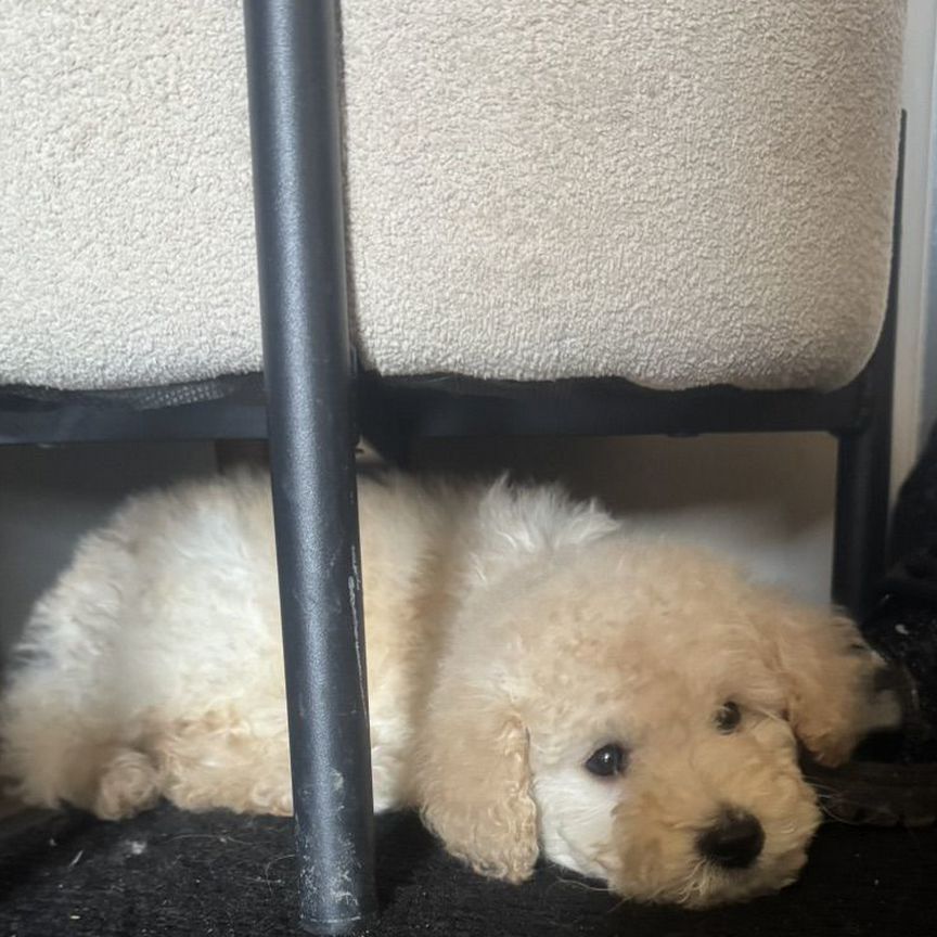 Мальтипу, щенок