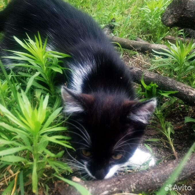 Дарим маленького котенка кошечку