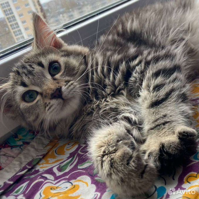 Котик сибиряк