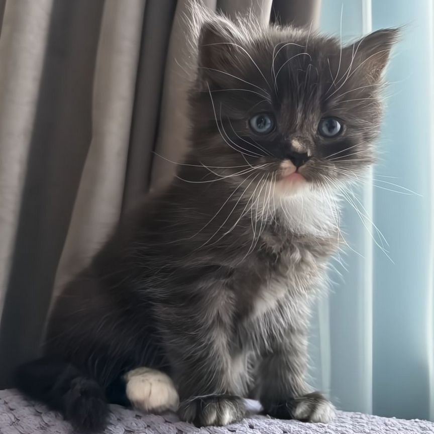 Британский короткошёрстный котёнок