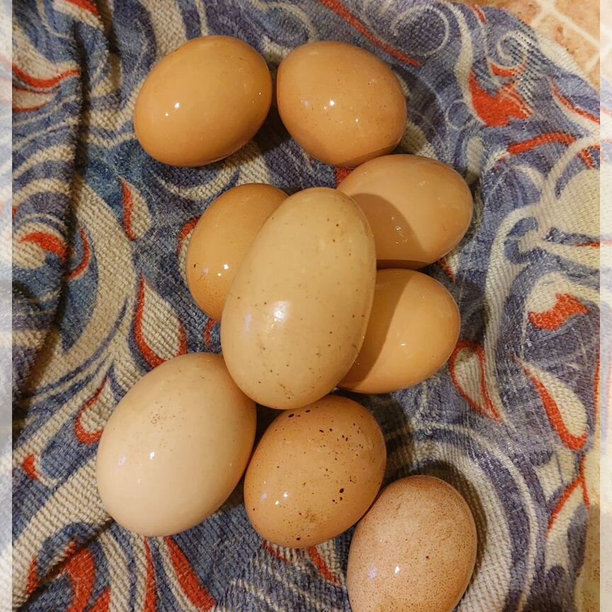 Куры несушки продам