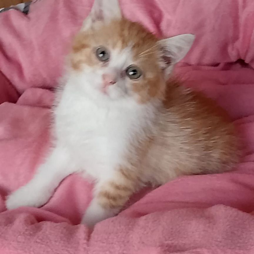 Рыжий котёнок девочка 1,5 мес