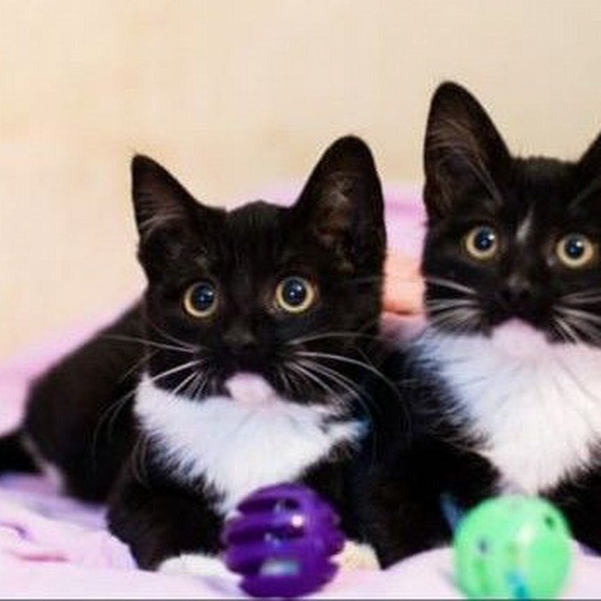 Отдам малеких кошек