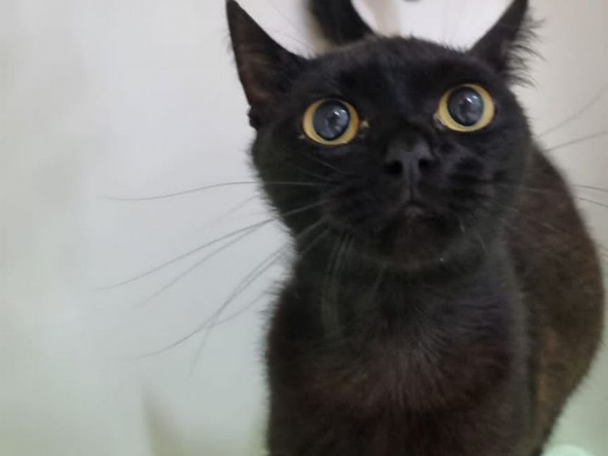 Черная кошка Ночка