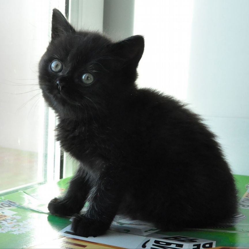 Британский котенок