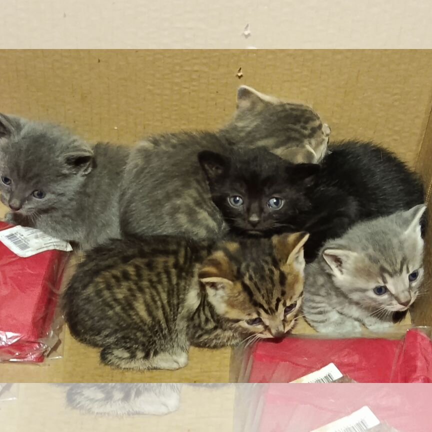 Котёнок в добрые руки