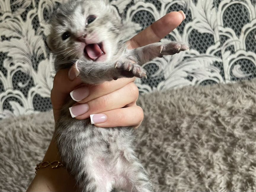 Котята в добрые руки мальчики