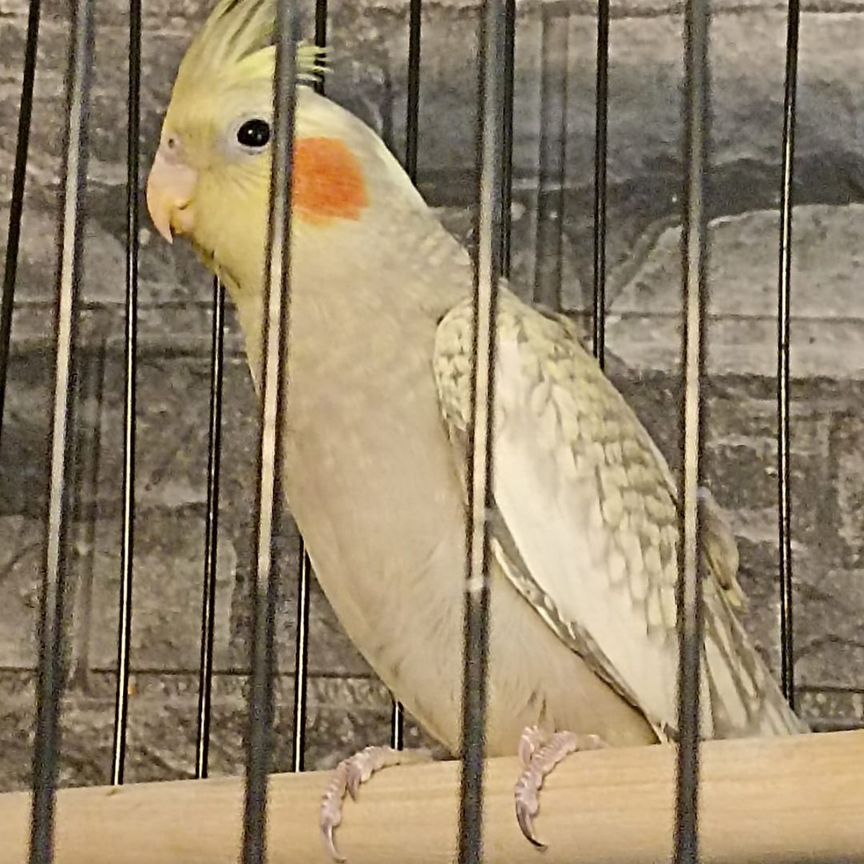 Попугай Корелла, птенец