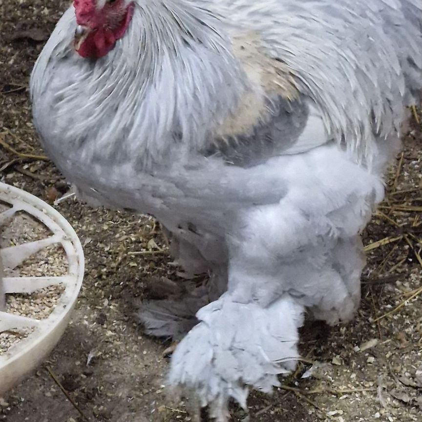 Петух породы Брвма