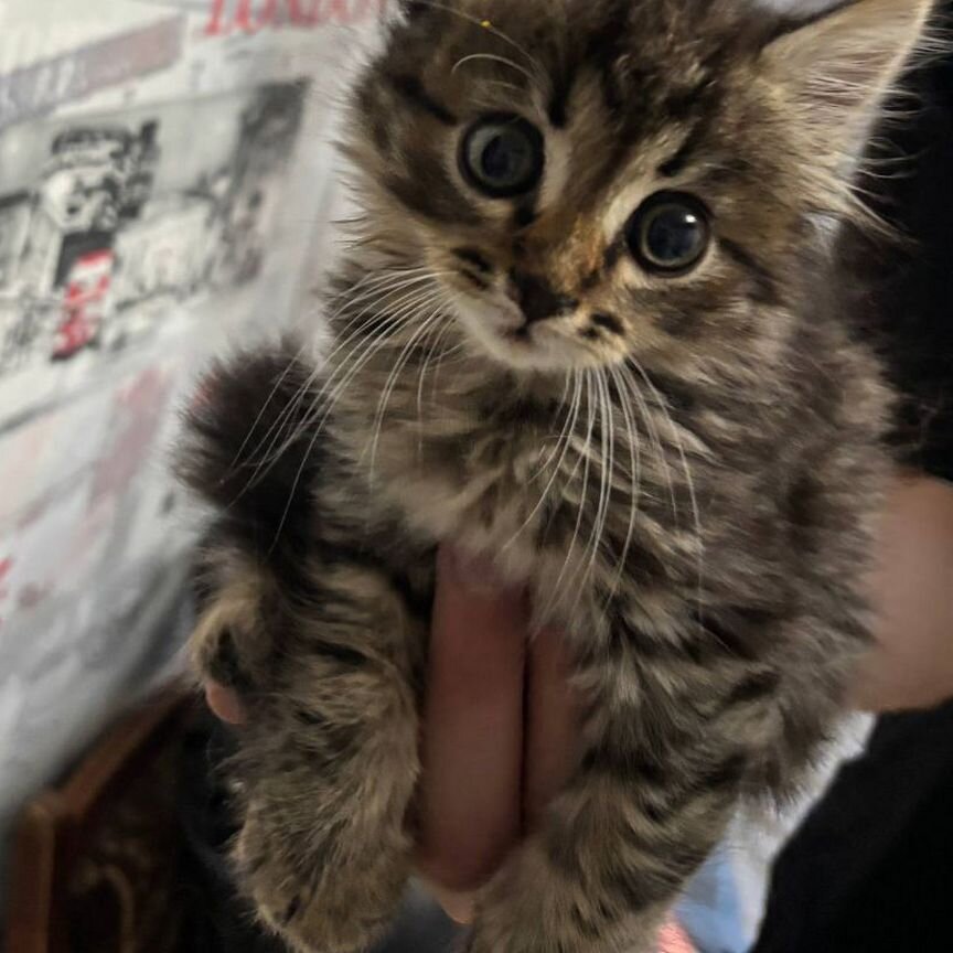 Котёнок в добрые руки