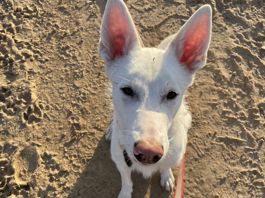 Собаки бесплатно