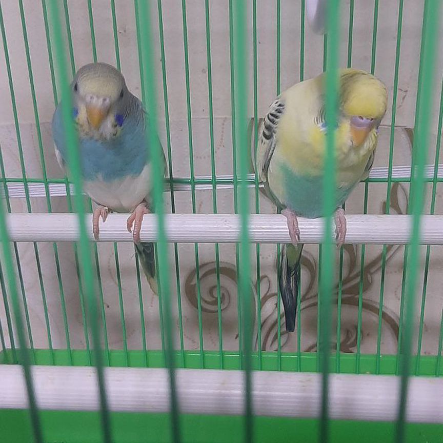 Волнистый попугай