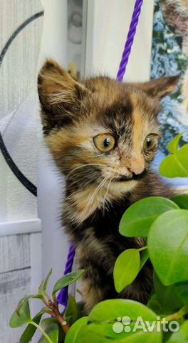 Кошка в дар бесплатно