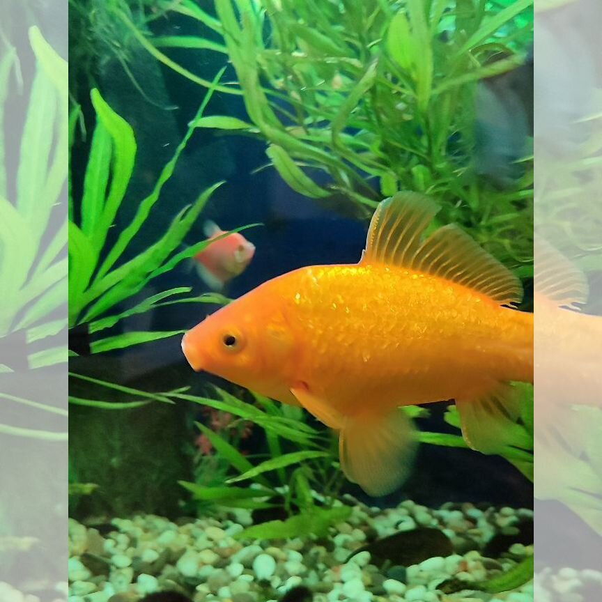 Золотая рыбка комета