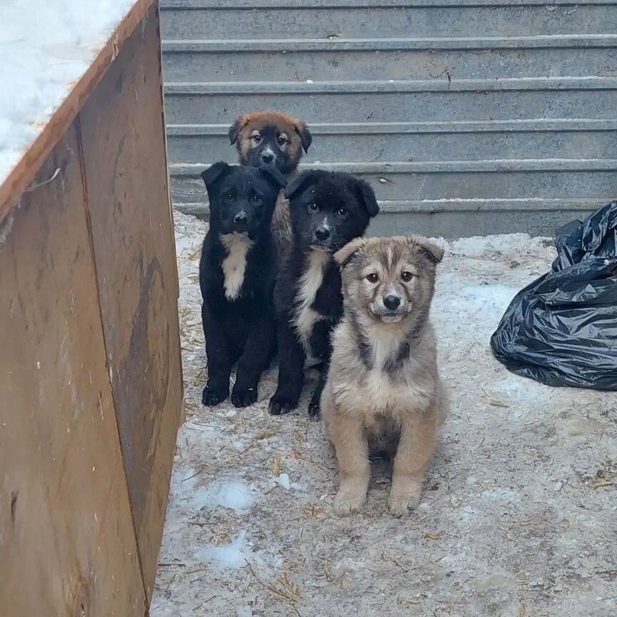 Щенок в добрые руки